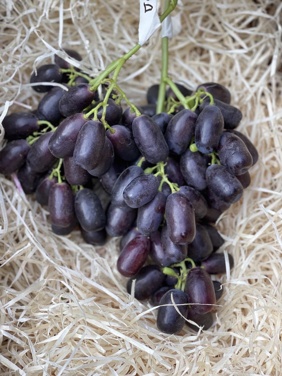 Виноградник Юліних - переглянути весь каталог продукції саджанців